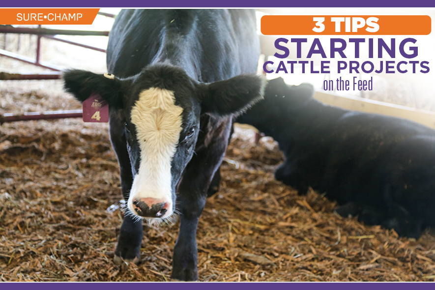 3 Tips to Starting Cattle Projects on the Feed - Sure Champ
