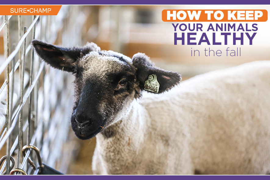 How to Keep Your Animals Healthy in the Fall - Sure Champ