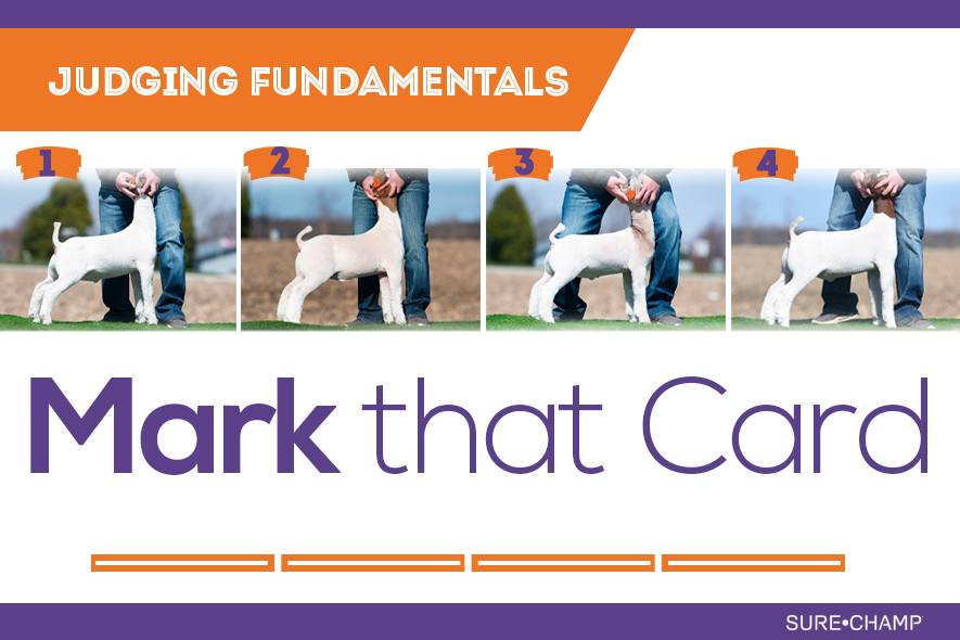 Mark That Card - Market Goats - Sure Champ