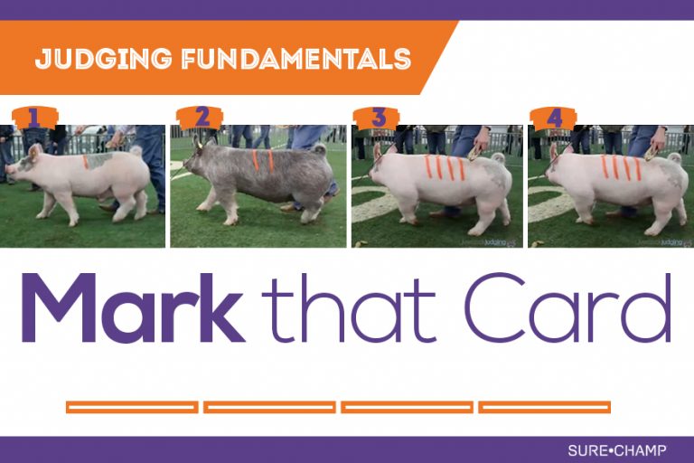 Judging Classes - Sure Champ