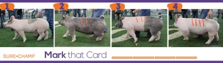 Mark That Card - Swine Barrows - Sure Champ
