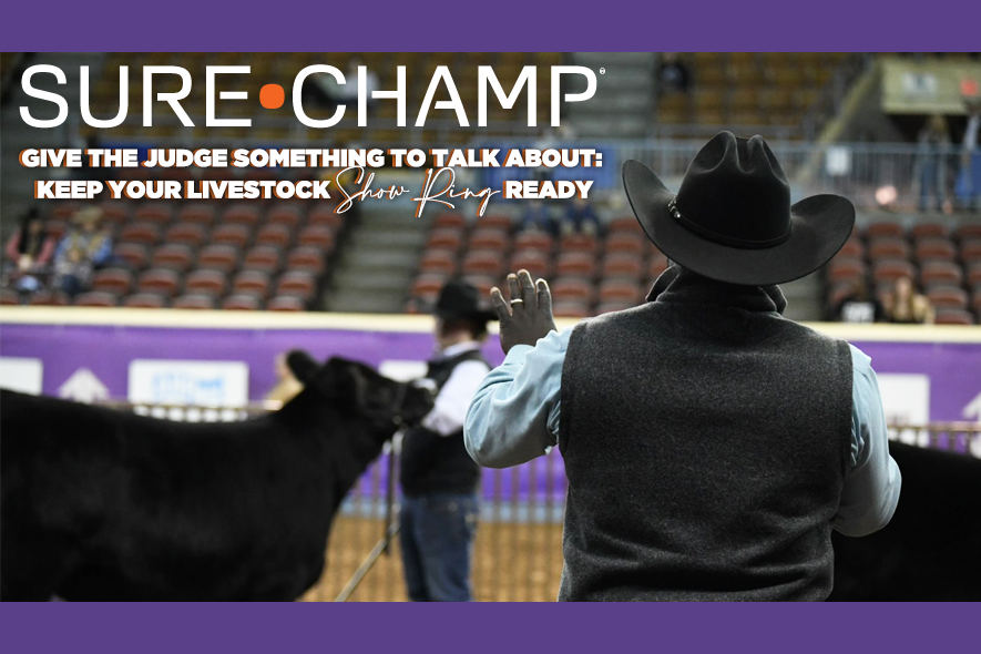 Give the Judge Something to Talk About: Keep your Livestock Show Ring ...