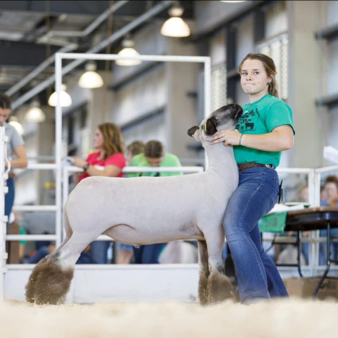 What Is Bracing? Bracing Lambs and Goats is Important to Show Ring ...
