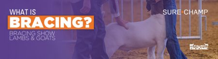 What Is Bracing? Bracing Lambs and Goats is Important to Show Ring ...