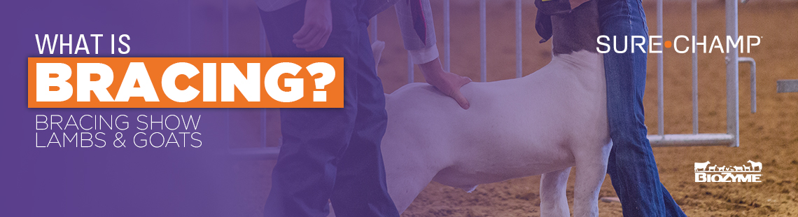 What Is Bracing? Bracing Lambs and Goats is Important to Show Ring ...
