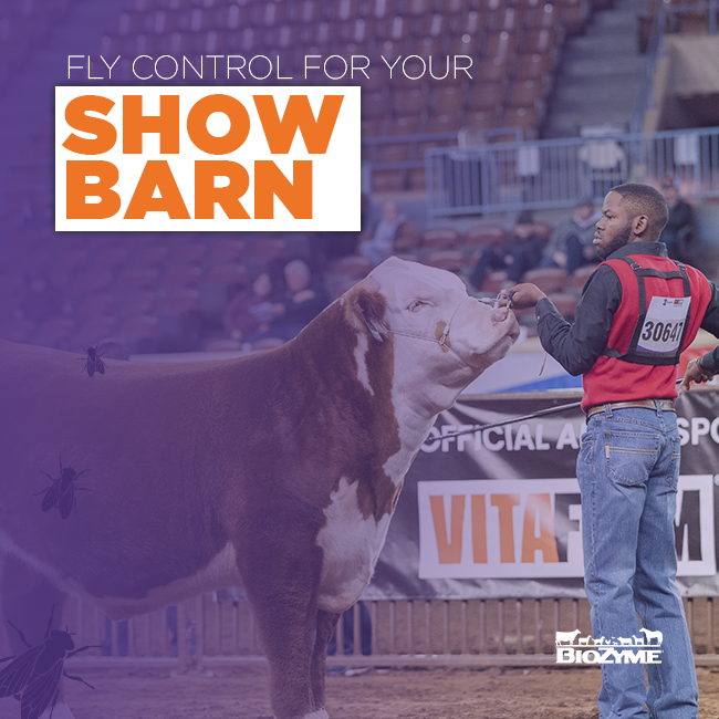 4 Tips for Fly Control for Your Show Barn - Sure Champ