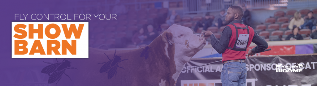 4 Tips for Fly Control for Your Show Barn - Sure Champ