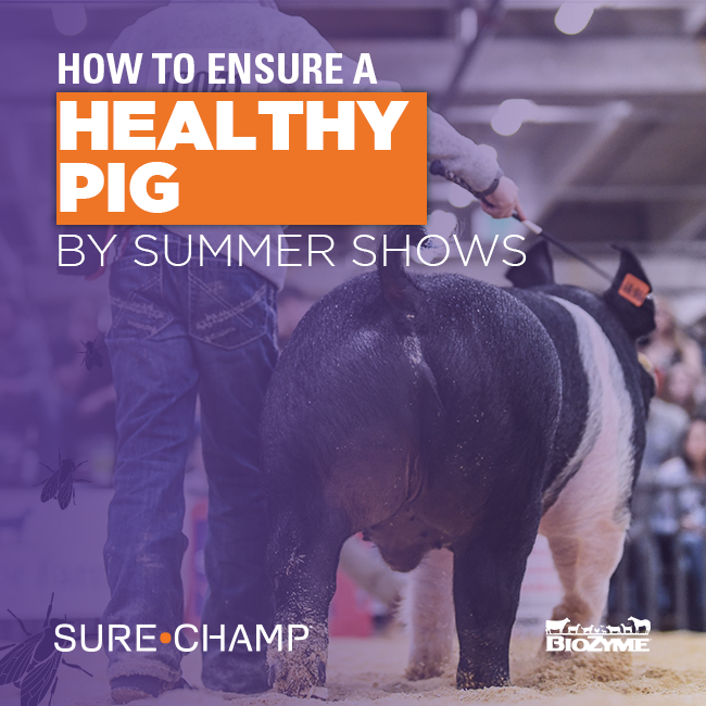 Getting Started with Show Pigs - Sure Champ