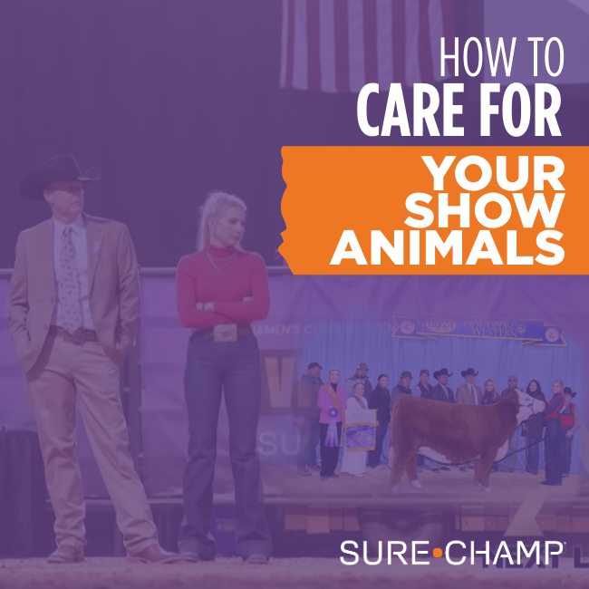 How to Care for Your Show Animals - Sure Champ