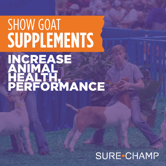 Getting Started with Show Goats - Sure Champ