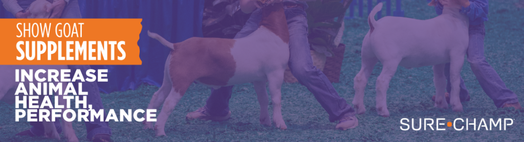 Show Goat Supplements Increase Animal Health, Performance - Sure Champ
