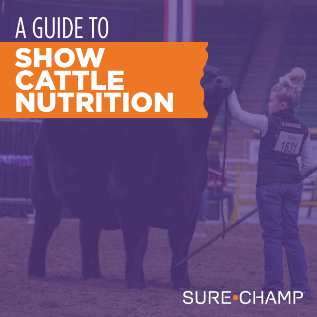 A Guide to Show Cattle Nutrition - Sure Champ