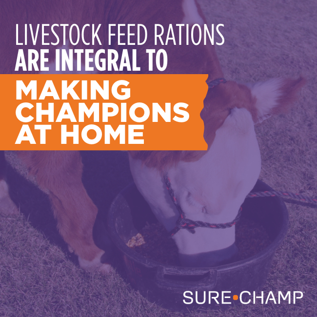 Livestock Feed Rations are Integral to Making Champions at Home - Sure ...