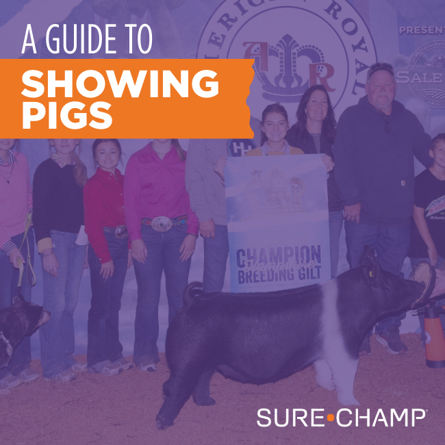 Getting Started with Show Pigs - Sure Champ