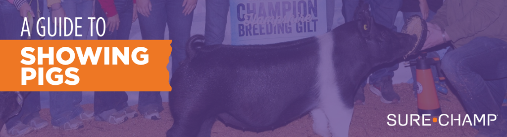 A Guide to Showing Pigs - Sure Champ