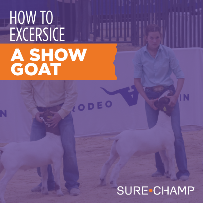 How to Exercise a Show Goat - Sure Champ