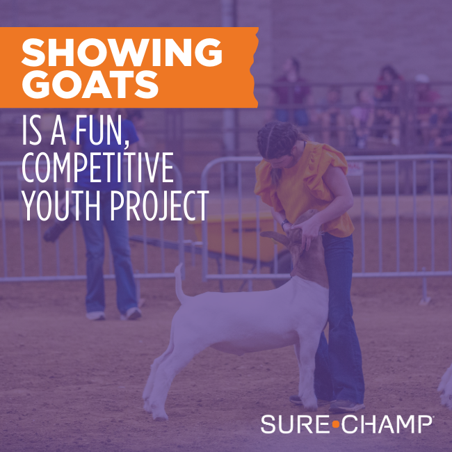 Getting Started with Show Goats - Sure Champ