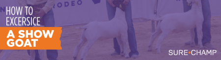 How to Exercise a Show Goat - Sure Champ
