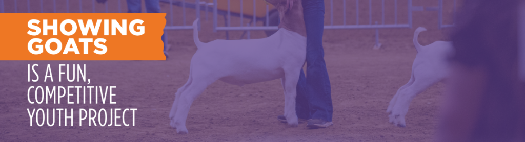Showing Goats is a Fun, Competitive Youth Project - Sure Champ