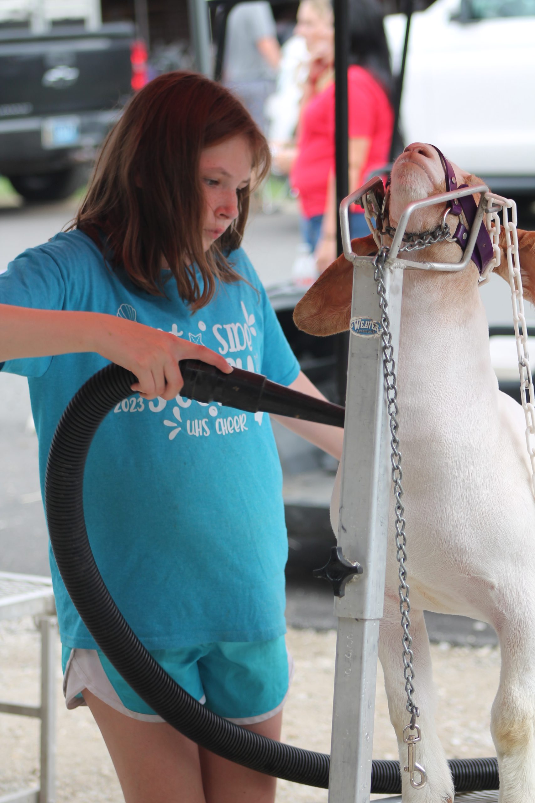 Showing Goats is a Fun, Competitive Youth Project - Sure Champ