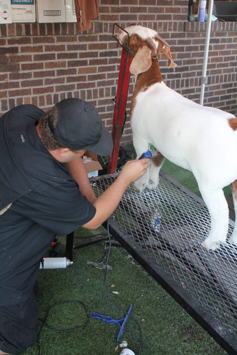 Showing Goats is a Fun, Competitive Youth Project - Sure Champ