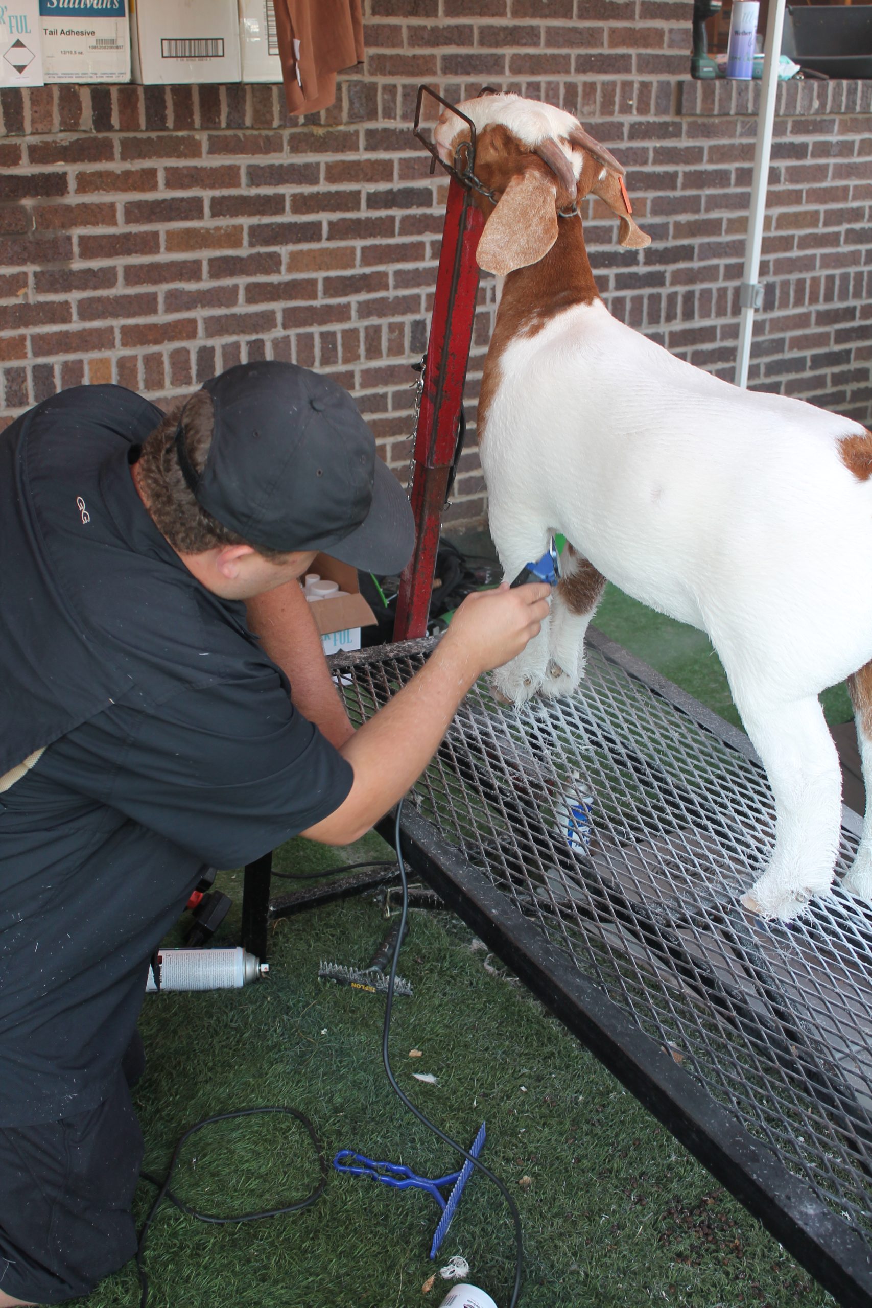 Showing Goats is a Fun, Competitive Youth Project - Sure Champ