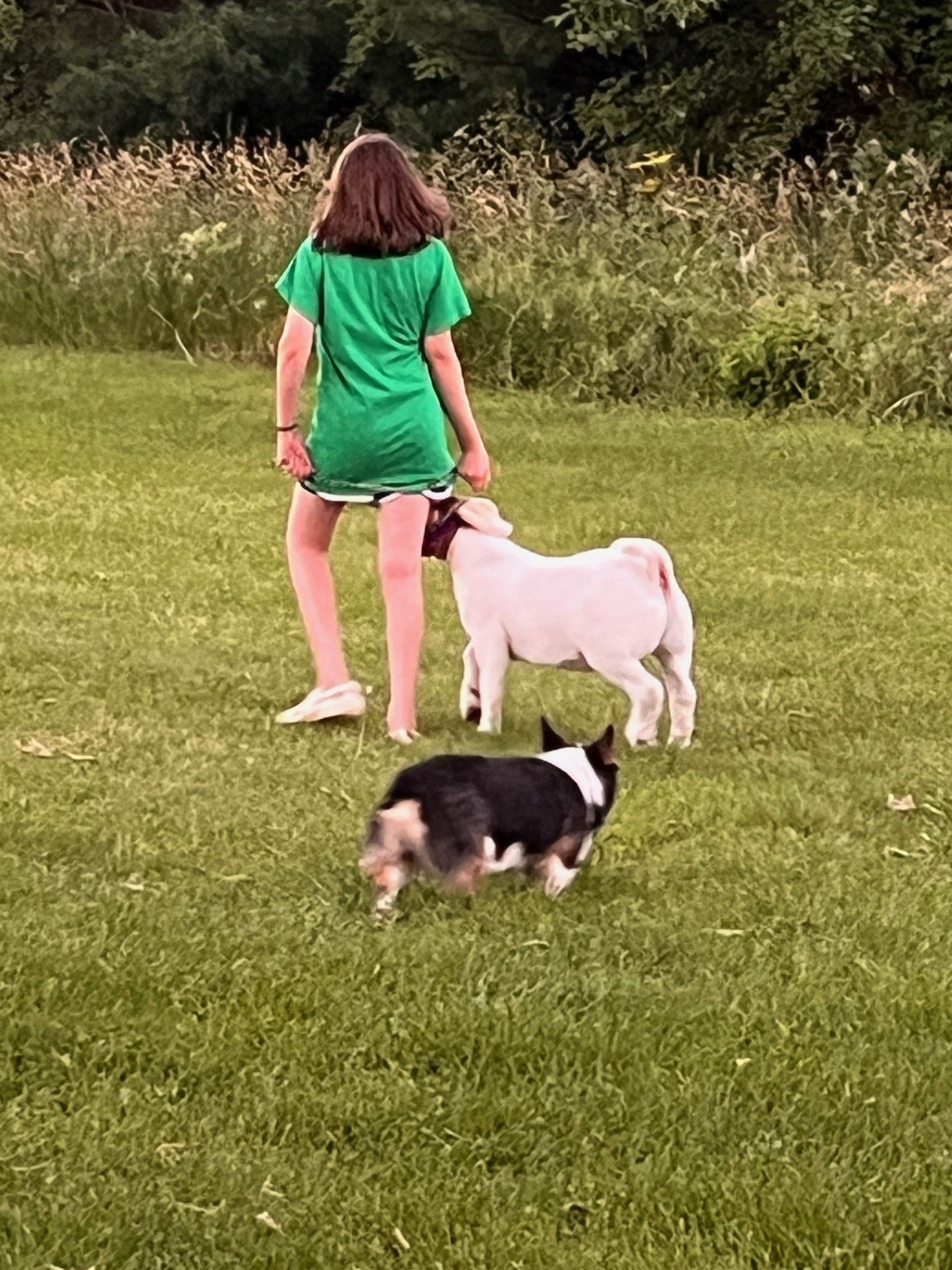 Showing Goats is a Fun, Competitive Youth Project - Sure Champ