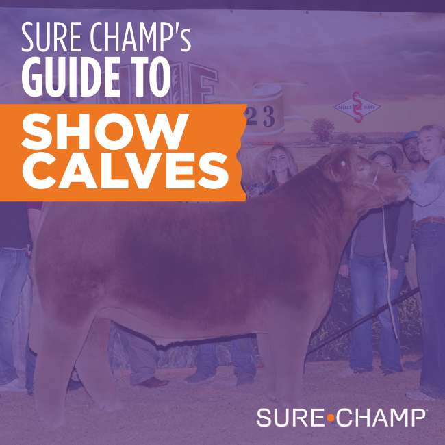 Sure Champ’s Guide to Show Calves - Sure Champ