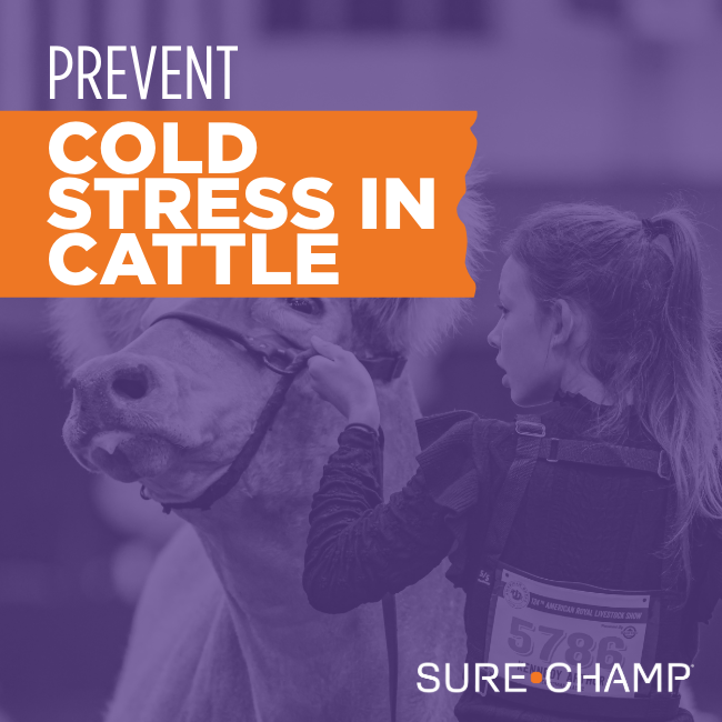 Prevent Cold Stress in Cattle - Sure Champ