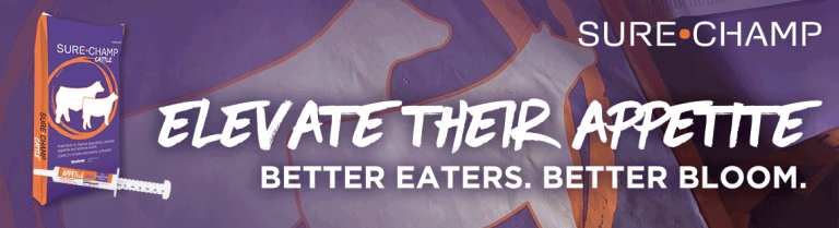 Homepage - Sure Champ