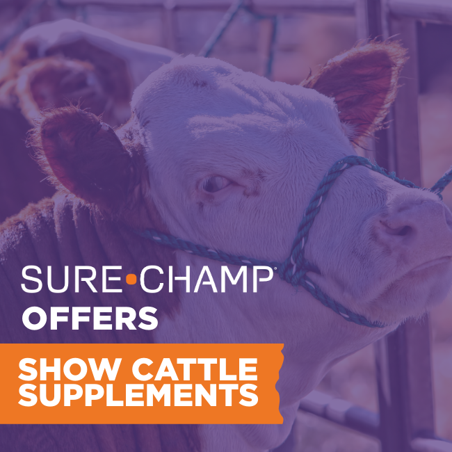 Sure Champ® Offers Show Cattle Supplements - Sure Champ