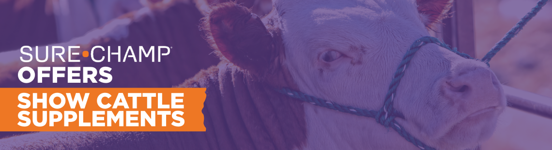 Sure Champ® Offers Show Cattle Supplements - Sure Champ