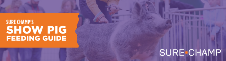 Sure Champ’s Show Pig Feeding Guide - Sure Champ