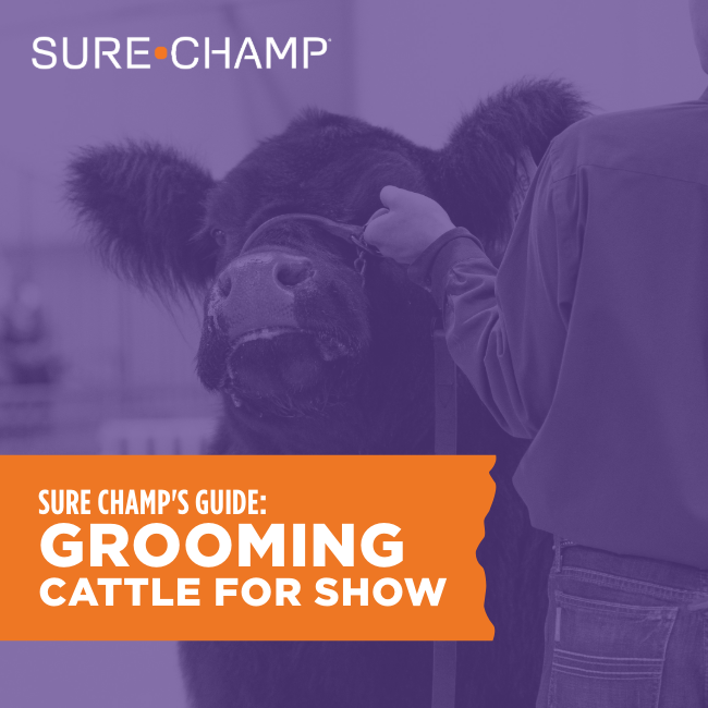 Sure Champ’s Guide: Grooming Cattle for Show - Sure Champ