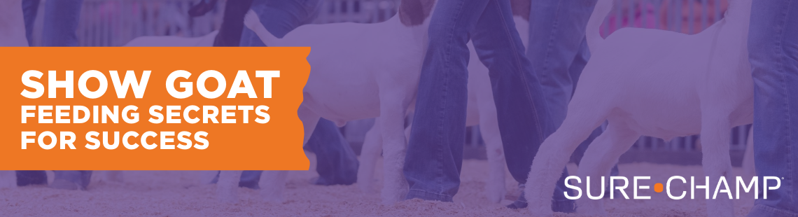 Show Goat Feeding Secrets for Success - Sure Champ