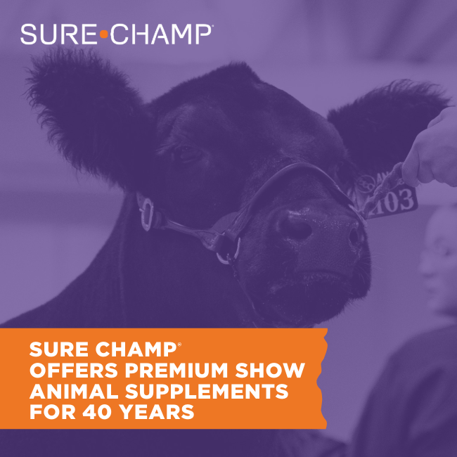 Blog - Sure Champ