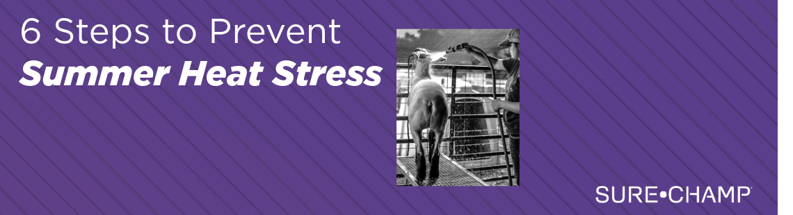 6 Steps to Prevent Summer Heat Stress - Sure Champ