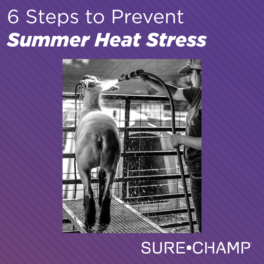 6 Steps to Prevent Summer Heat Stress - Sure Champ