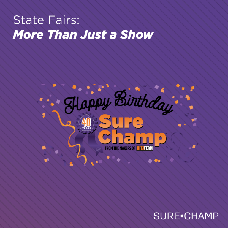 Homepage - Sure Champ