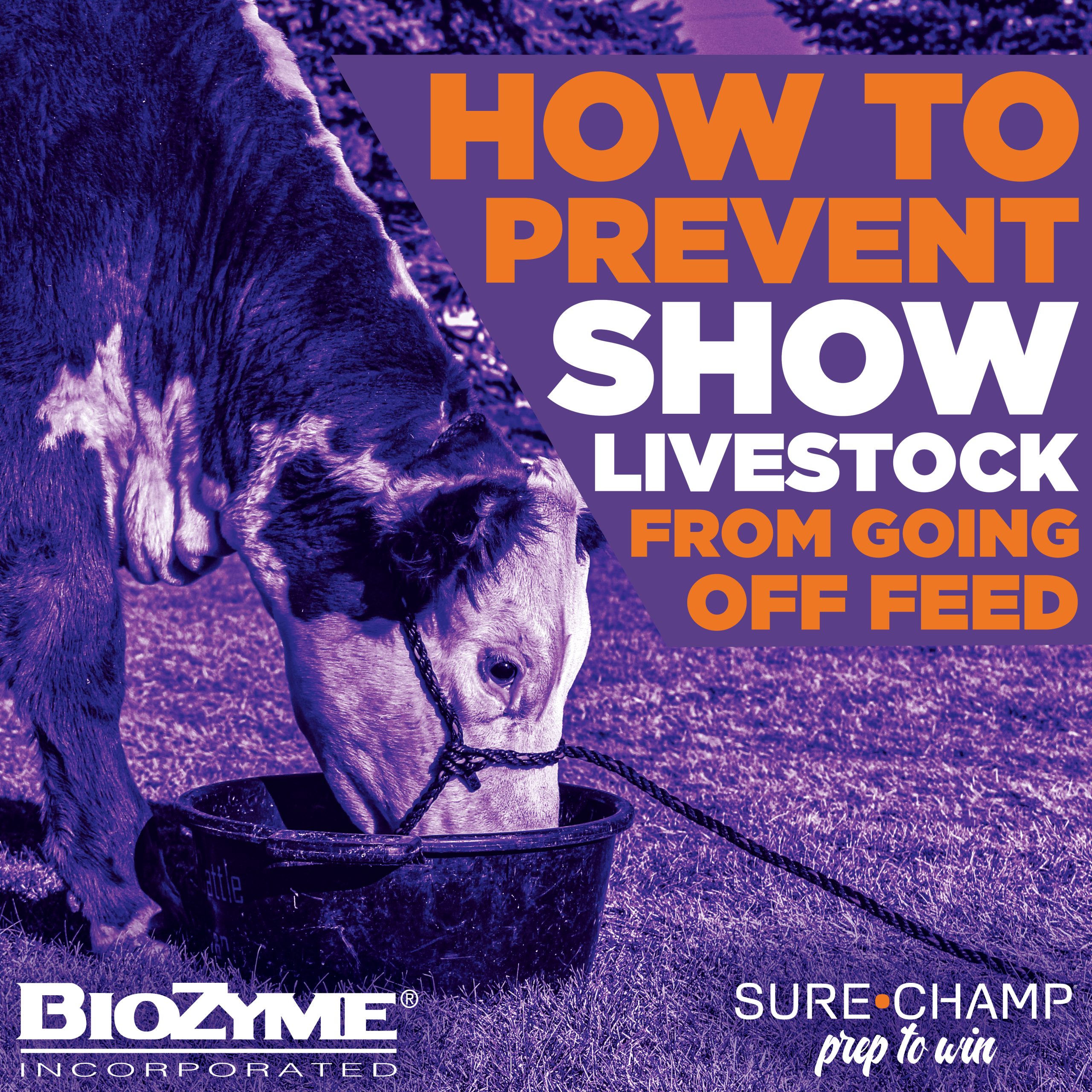 How to Prevent Show Livestock from Going Off Feed - Sure Champ